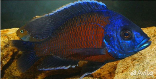 Цихлида малавийская