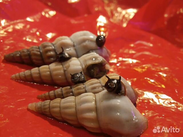 Аквариумные рыбки тетра конго