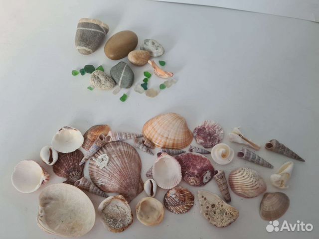 Булыжники, минералы и ракушки с Красного моря