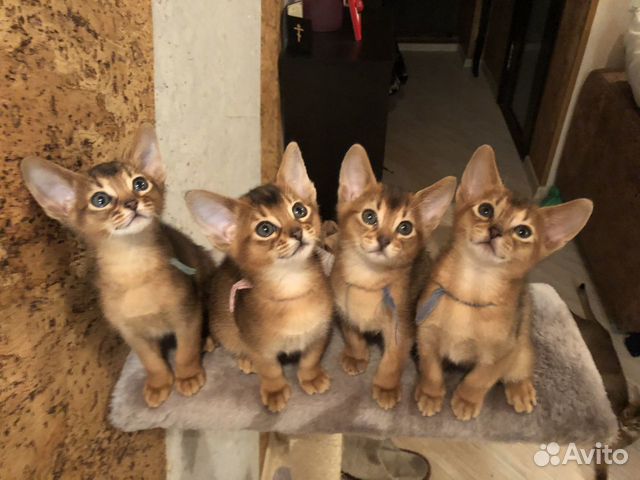 Абиссинская