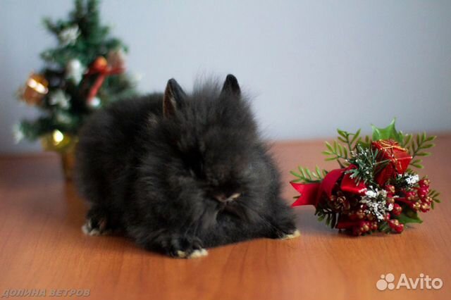 Кролик львиноголовый минор, самочка