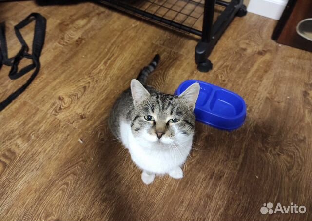 Кот в добрые руки