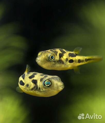 Тетраодон карликовый