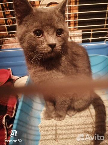 Котик-британец в добрые руки