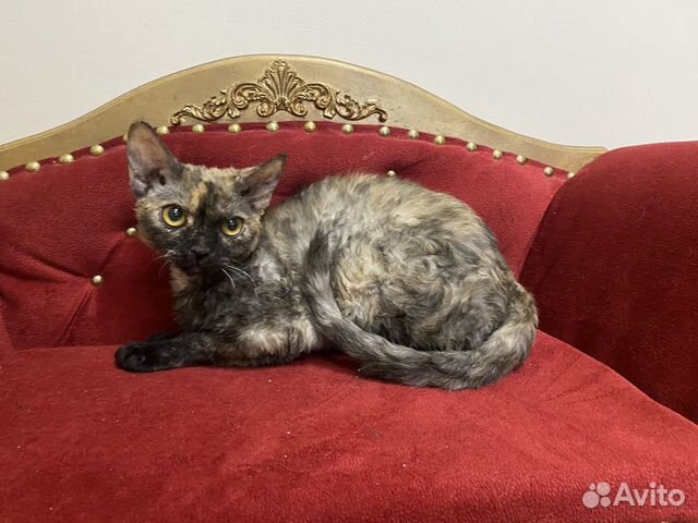 Девон рекс кошечка Матильда