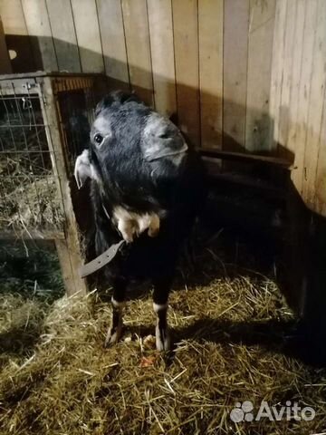 Козёл ломанча