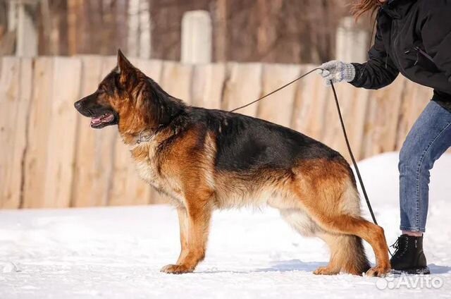 Взросый кобель немецкой овчарки