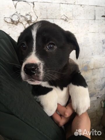 Собака, лапонька- дочка) 3,5 мес, привита. В кварт