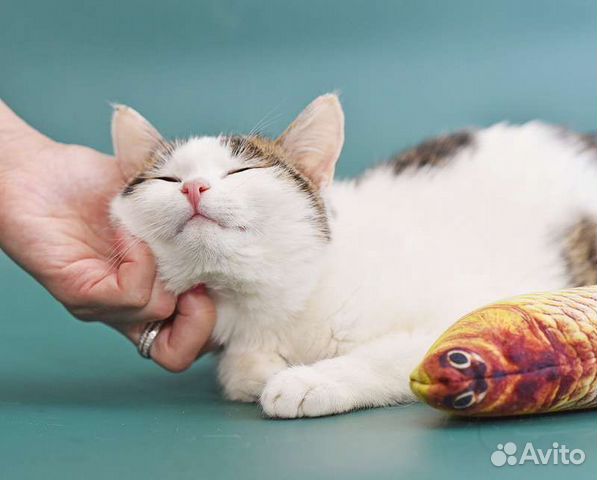 Котик сверхласковый молодой в дар