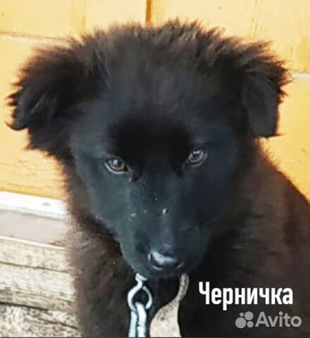 Маленькая собачка ищет семью, грозит улица