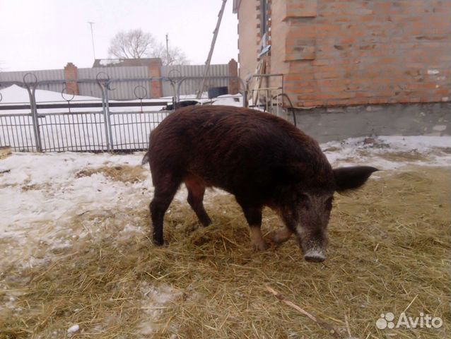 Кабан дикий (производитель)