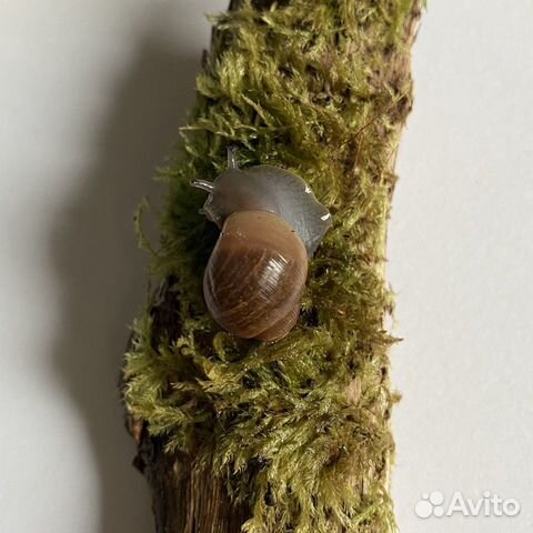 Megalobulimus oblongus(Мегасы)