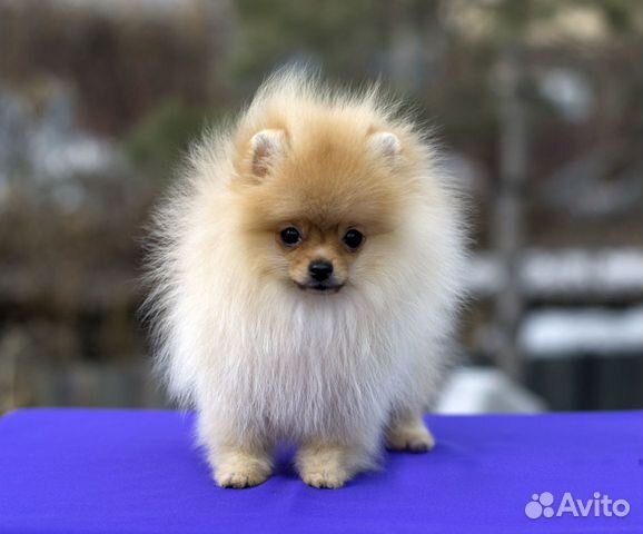 Мальчик померан