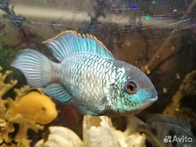 Бирюзовый нанокар