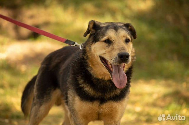 Собака в добрые руки привезу