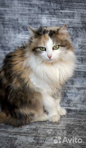 Кошечка Лада ищет своего человека