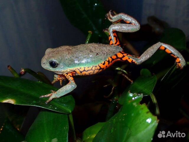 Лягушка-обезьяна, Филломедуза megacephala