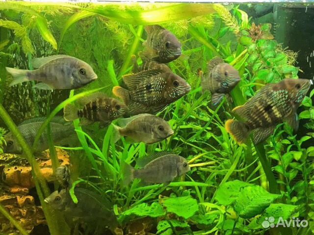 Аквариумные рыбки