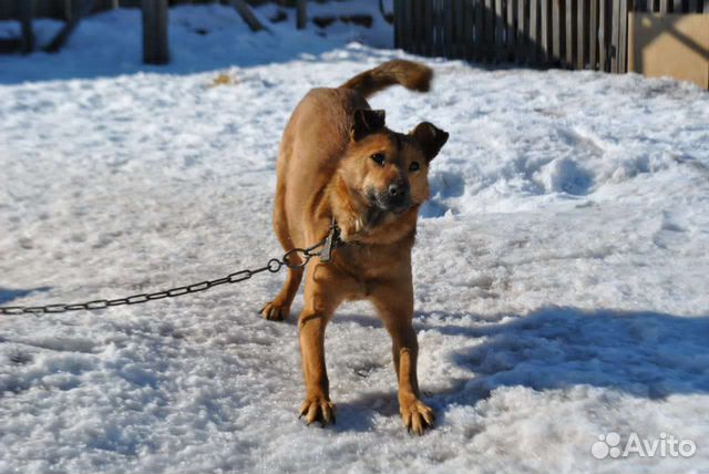 Милочка отдам в добрые руки. Доставка