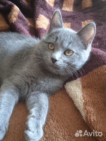 Британский котенок