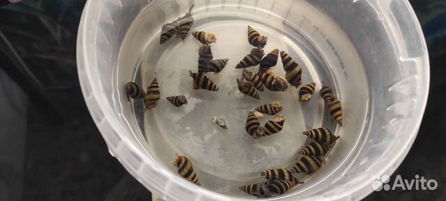 Улитка хелена