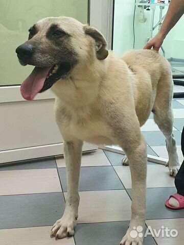 Турецкий кангал бесплатно