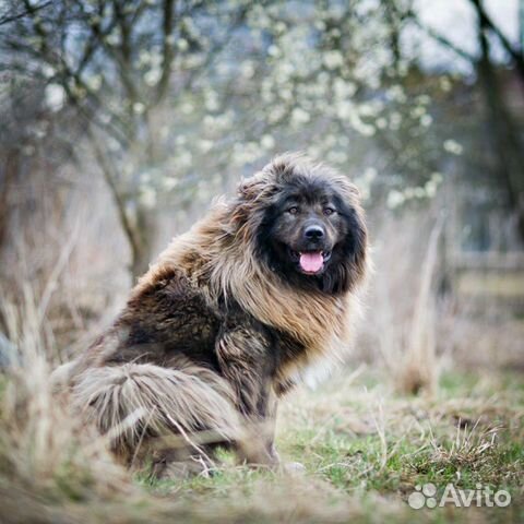 Леди Мурмур ищет семью