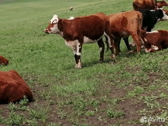 Тёлки 2 года по оделности не продою