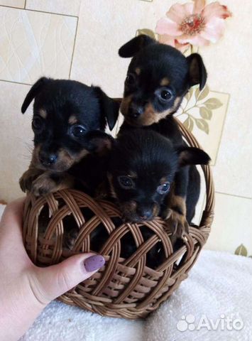 Той-терьер щенки