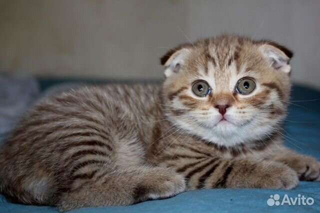 Шотландская вислоухая кошка
