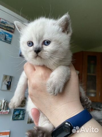 Британский котенок