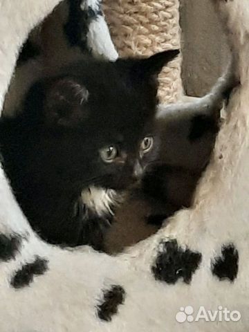 Котятки в добрые руки