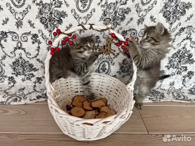 Котики-обормотики