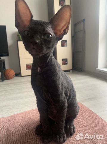 Донской сфинкс