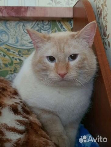 Кот в добрые руки