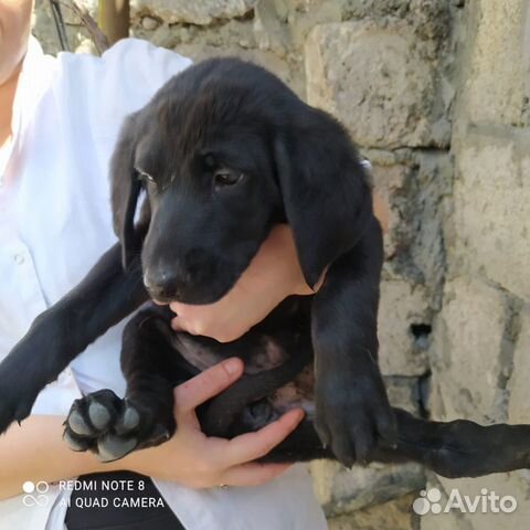 Собака метис курцхаар