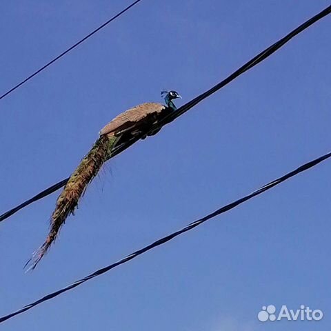 Найден павлин