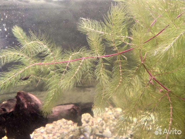 Роголистник в дар