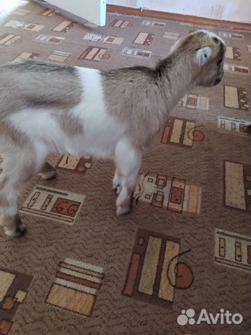 Козочка ламанчи