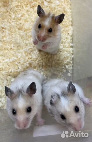 Сирийский хомяк