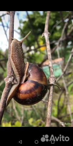 Улитки виноградные