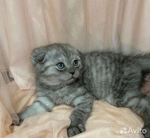 Шотландские котята плюшевые вислоушки