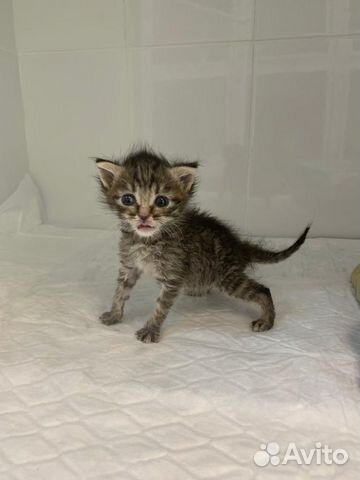 Котенок 1 месяц
