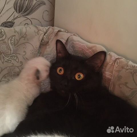 Котятки