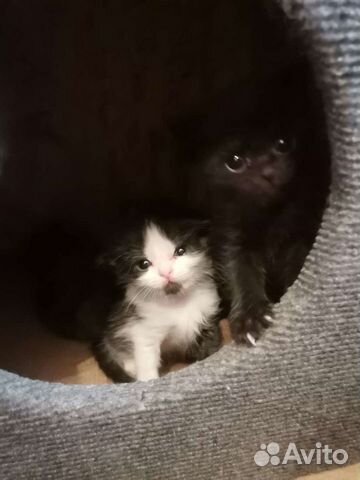 Котята метисы