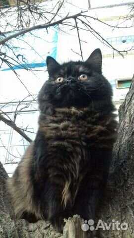 Кошечка шотландка ждёт жениха