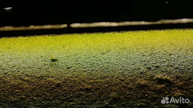 Ряска малая