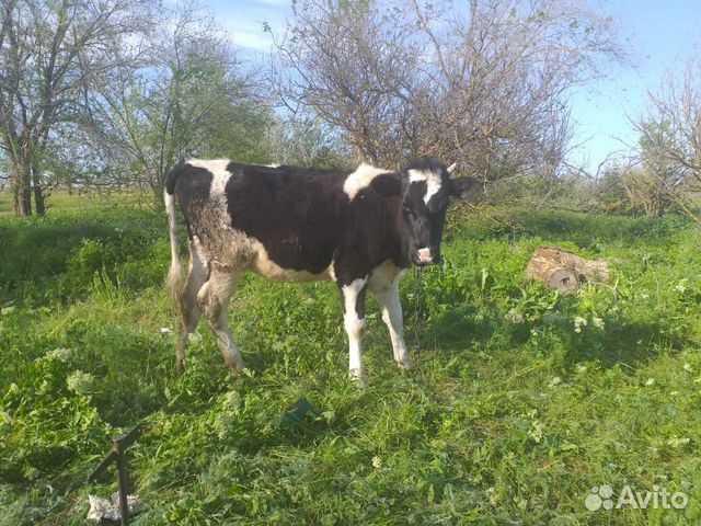 Телки на мясо