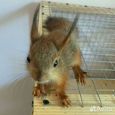 Бельчата ручные домашние