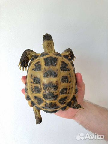 Сухопутная черепаха + террариум